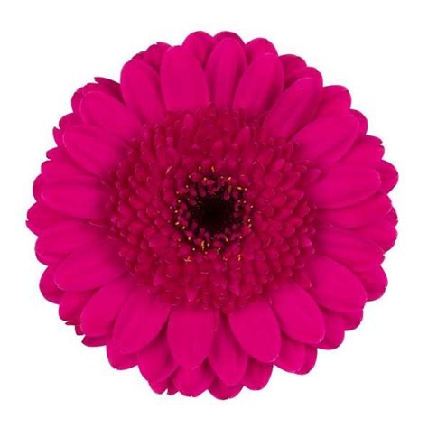 Germini Noi Bunched 50cm Wholesale Dutch Flowers And Florist Supplies Uk