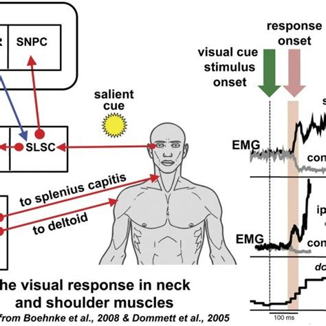 Reflexive Covert Orienting The Visual Grasp Reflex This Figure Download Scientific Diagram