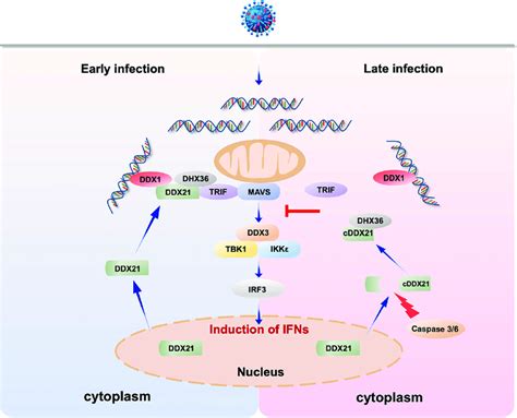 Proposed Model For The Regulation Of Innate Immunity By Ddx21 Cleavage