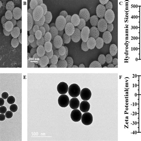 SEM Image Of A M PDA And B M PDA 8G Scale Bar 200 Nm C Hydrodynamic Download Scientific