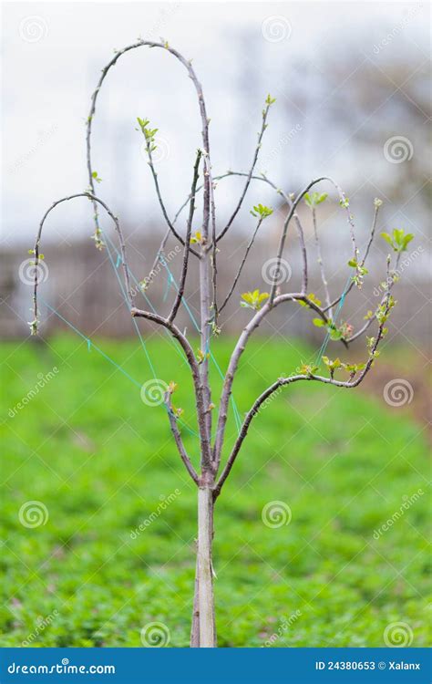 Junger Apfelbaum Stockbild Bild Von Hintergrund Garten 24380653