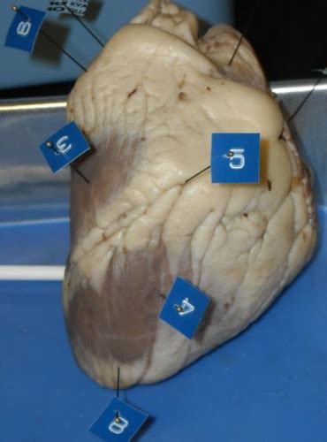 Sheep Heart Flashcards Quizlet