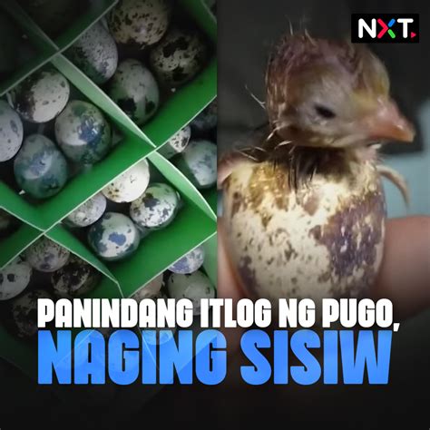 Panindang Itlog Ng Pugo Naging Sisiw Nagulat Ang Isang Negosyante Sa Malabon City Matapos