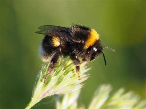 How To Get Rid Of A Bumble Bee Without Killing It LearnBees