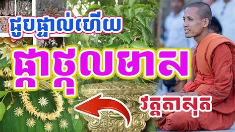 ភ្លឺភ្នែក ដើមផ្កាថ្កុលមាសមាននៅវត្តតាសុត ព្រះអង្គចន្ទមុនី វត្តតាសុត Youtube