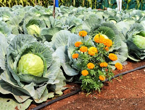 Best Companion Plants For Fall Vegetable Garden Backyard Boss