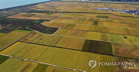 수확기 맞는 황금 들녘