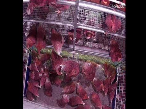 cropped hens data 2 object detection dataset and pre trained model by