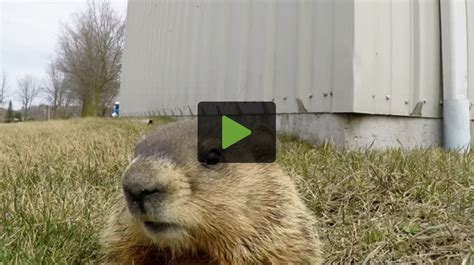 Curious Gopher Closely Examines Gopro