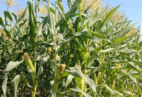 ညောင်ဦးမြို့နယ် လက်ပံခြေပေါ်ပတ်ဝန်းကျင် ကျေးရွာများမှတောင်သူများတနှစ်ပတ်လုံး မြေ အောက်ရေသွင်းပ