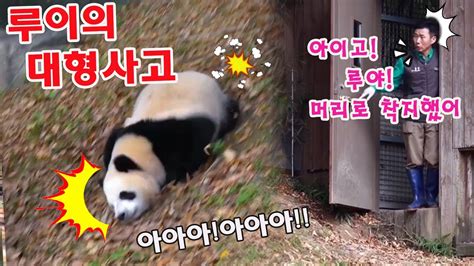 맙소사💥야외방사장에 루이바오 대형사고”머리로 착지했어요💥강바오님 할부지는 요 며칠 동안 루이바오의 심리 상태에 대해 매우 긴장하고 걱정하고 계셨어요 Youtube