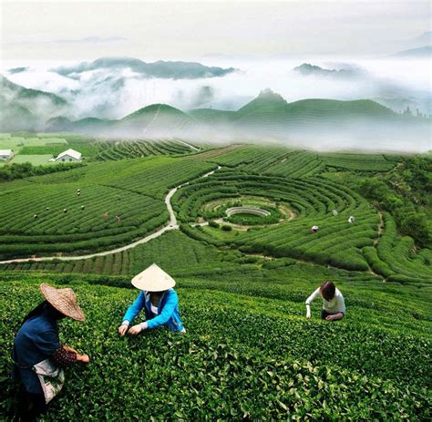 Tea Farm Artofit