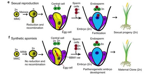Synthetic Apomixis Asexual Propagation Through Seeds Nature