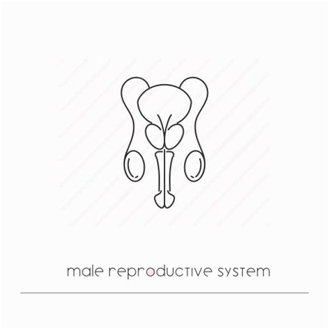 Male Reproductive System Royalty Free Vector Image