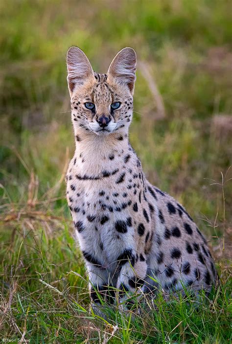 Serval Africa Geographic