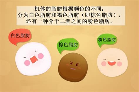 七天告白健康科普：我们体内白色脂肪和棕色脂肪的区别？财富号东方财富网