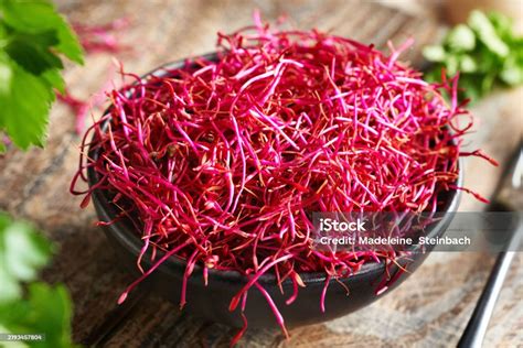 신선한 붉은 사탕무 새싹 또는 마이크로 그린을 테이블 위의 그릇에 담습니다 0명에 대한 스톡 사진 및 기타 이미지 0명 건강한 생활방식 건강한 식생활 Istock