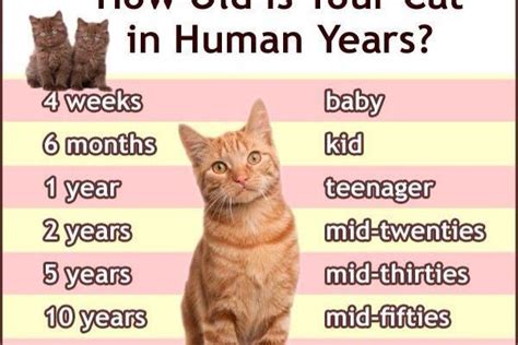Cat Years Cat Years Cat Selfie Cat Club Scottish Fold Cat Facts British Shorthair Teenage