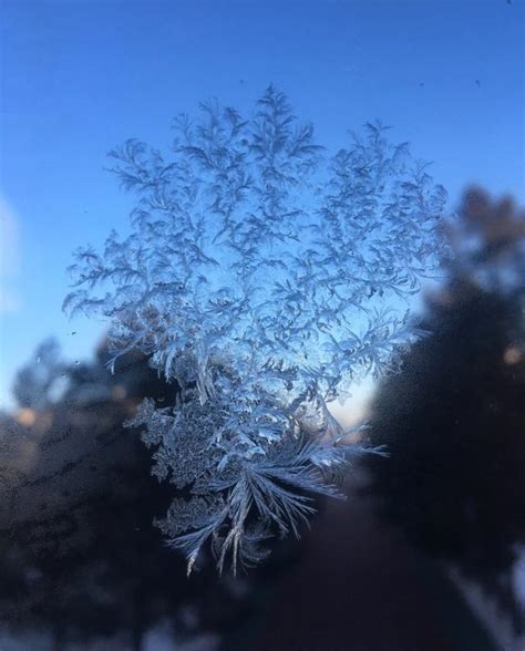 神奇的冰花 每日頭條