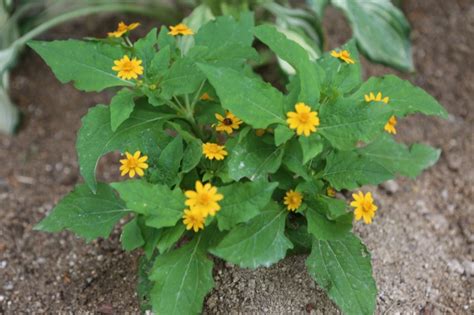 장마철 강자 멜람포디움꽃말 파종하는시기 개화시기 네이버 블로그 장마철 강자 멜람포디움꽃말 파종하는시기 개화시기 네이버 블로그