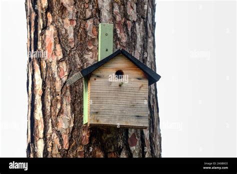 Bird Nesting Box On A Pine Tree Stock Photo Alamy