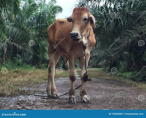 Cub Stock Image Image Of Village Babe Friend Coming