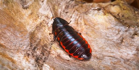 Natural Roach Repellents Safe Alternatives For Cockroach Control