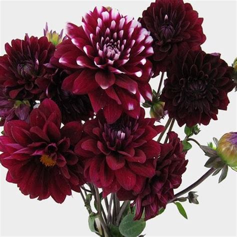Bright Burgundy Flowers For Lush Diy Weddings Blooms By The Box