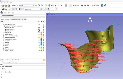 Slicermorph Semilandmarks Support 3d Slicer Community