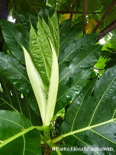 Artocarpus Altilis Flower