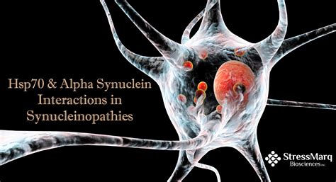 Hsp70 And Alpha Synuclein Interaction In Synucleinopathies