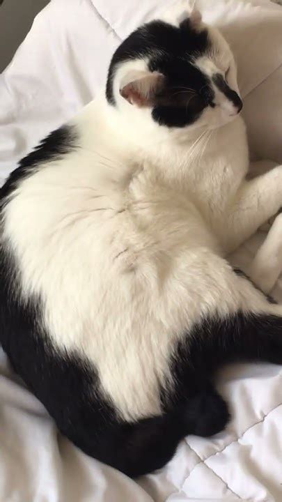 고양이를 키워야하는 10가지 이유 Youtube