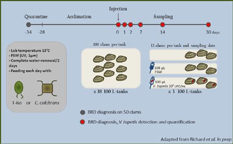Development Of A Taqman Real Time Pcr Assay For Rapid Detection And Quantification Of Vibrio