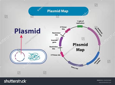 Plasmid Map Stock Vectors And Vector Art Shutterstock