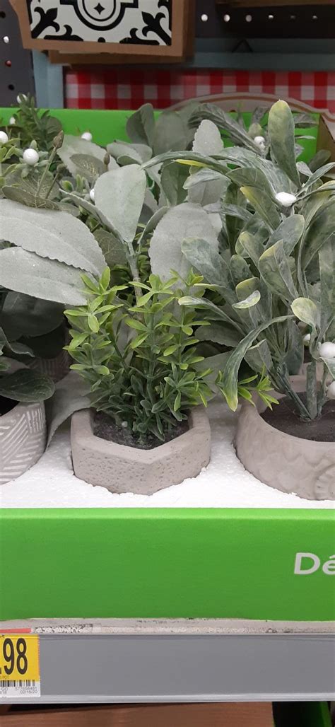 Pin By Sheila Schneider On Tree Crafts Tree Crafts Plants Garden