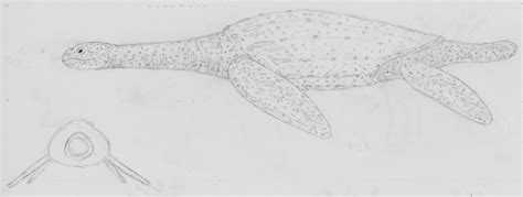 Speculative Evolution Age Of Turtles