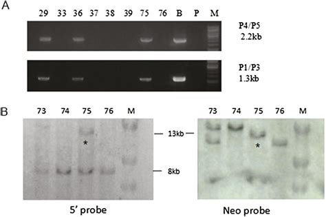 Seamless Gene Correction Of β Thalassemia Mutations In Patient Specific Ipscs Using Crisprcas9