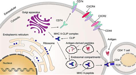 Frontiers The Role Of Cd74 In Cardiovascular Disease