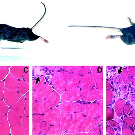 Immunofluorescent Staining Of Dystrophin A And B And Utrophin C And Download Scientific