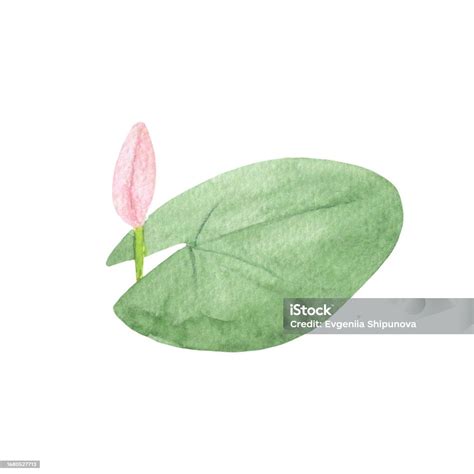 습지 식물의 수채화 그림입니다 꽃이 만발한 백합의 그림 디자인 요소 갈대속 벼과에 대한 스톡 벡터 아트 및 기타 이미지 갈대속 벼과 꽃 식물 늪 Istock