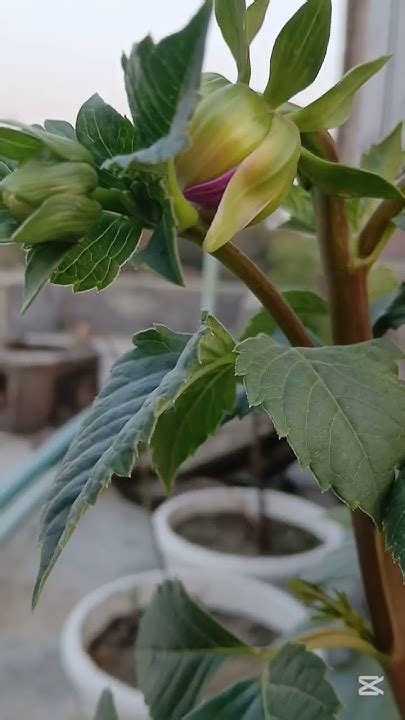ডালিয়া ফুলের গাছে অনেক গুলো কলি এসেছে মাশাল্লাহ Youtube