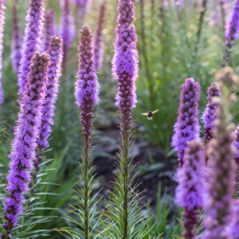 Dense Blazing Star Plant Sets
