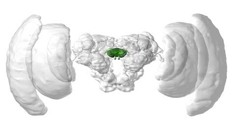 Neuroanatomy El Jundi Lab El Jundi Lab Insect Navigation