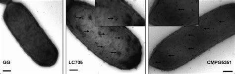 Visualization Of Cell Surface Localized Mbf In L Rhamnosus Gg Download Scientific Diagram