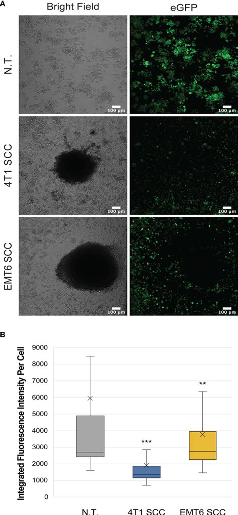 Macrophage Reporter Responses In Three Dimensional Tumor Models A Download Scientific