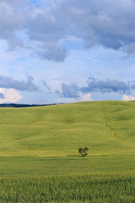 Typical Landscapes Of Green Grassland And Rolling Hills With One Tree Standing On The Meadow In