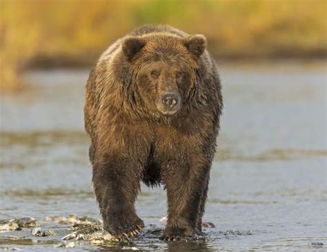 Grizzly Bear Ursus Arctos Horribilis By Christian Sanchez National
