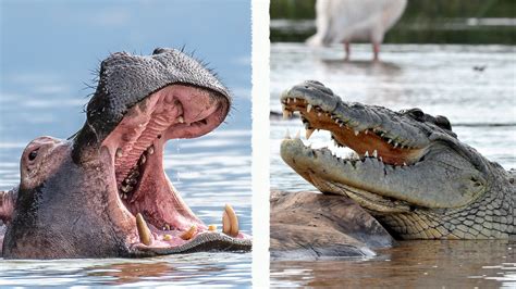 Hippo Vs Crocodile A Showdown Between Heavyweights