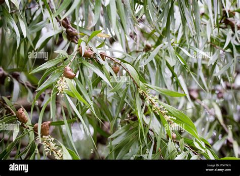 Large Tree Seed Pods Hi Res Stock Photography And Images Alamy