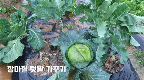 퍼플 그린 아스파라거스 수확하기 부추 수확하기 호박 청양고추 깻잎 수확하기 도시텃밭 가꾸기 주말농장 텃밭농사 Youtube